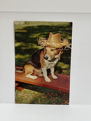 Postcard Old Dog Tray The Stephen Foster Story Bardstown Kentucky KY ...