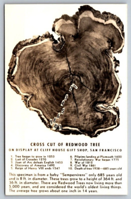 RPPC Cross Cut of Redwood Tree from Cliff House San Francisco | eBay