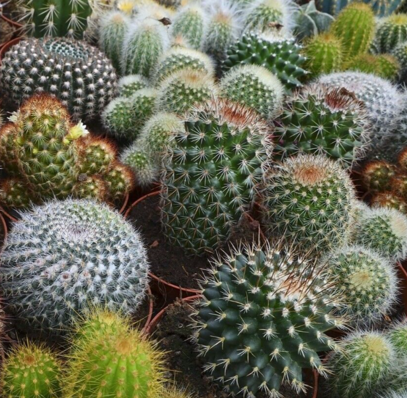 CACTUS SEEDS MIX 30+ CACTI succulent GARDEN indoor OUTDOOR plants FREE ...