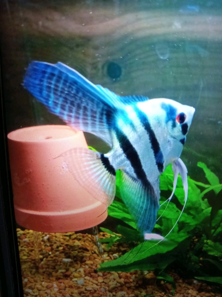 5 Beautiful PH Blue Zebra Angelfish Nickel Size Veil and Standard | eBay