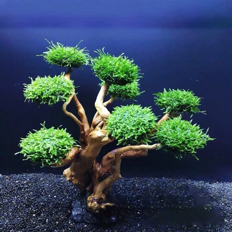 Java Moss Tree