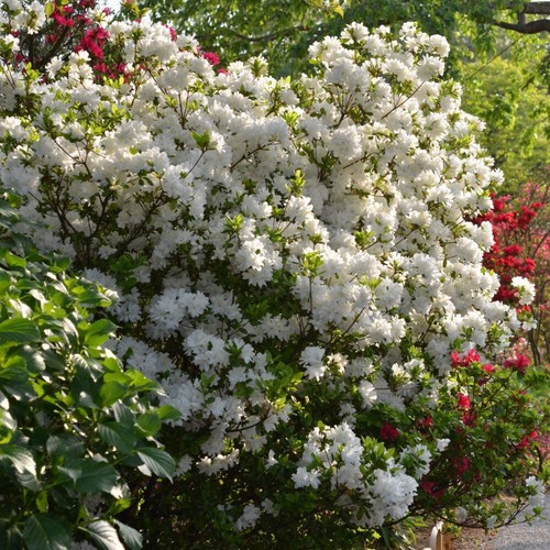 Autumn Angel® Encore® Azalea - 3 Gallon | eBay