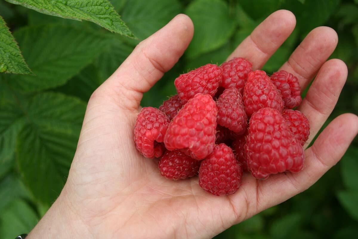 Giant Raspberry Viable Seeds - Garden Fruit Plant - Sweet and Juicy ...