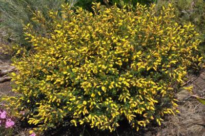 WATTLE DWARF FLOWER SEEDS Australian Native Yellow Flower Bush Flower ...
