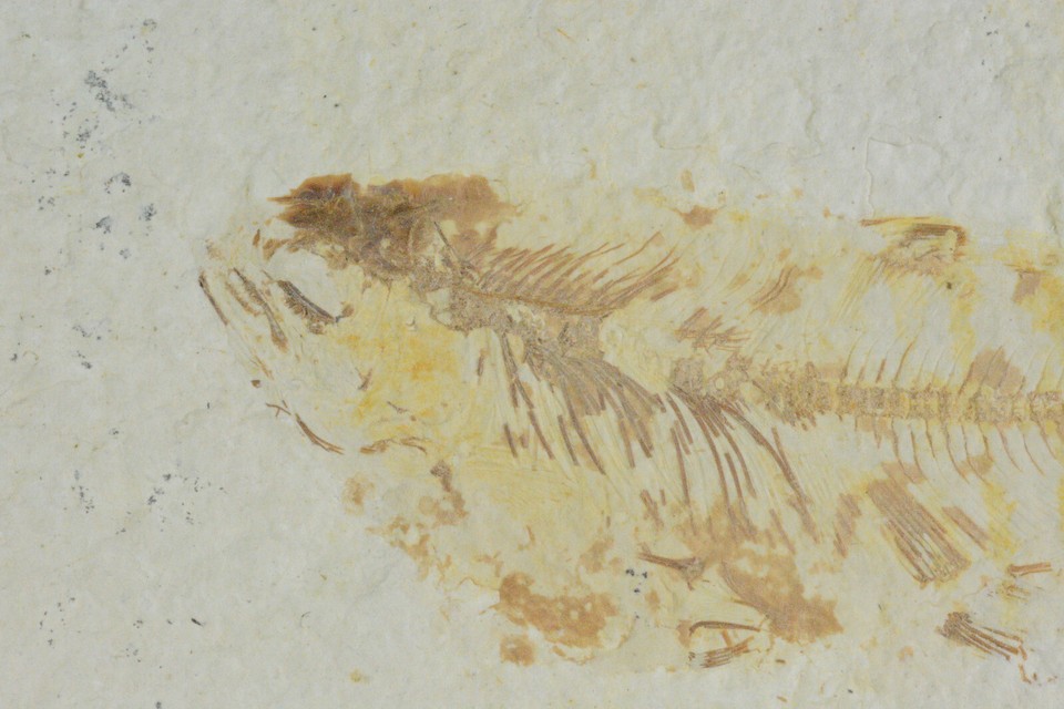 Hiodon falcatus, Mooneye, Fossil Fish, Green River Formation, Wyoming ...