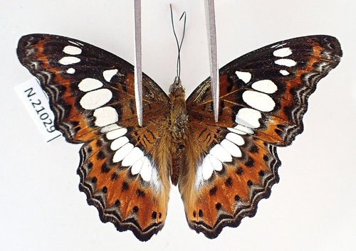 N21029. Insects butterflies: Nymphalidae sp. Vietnam, Nghe An | eBay