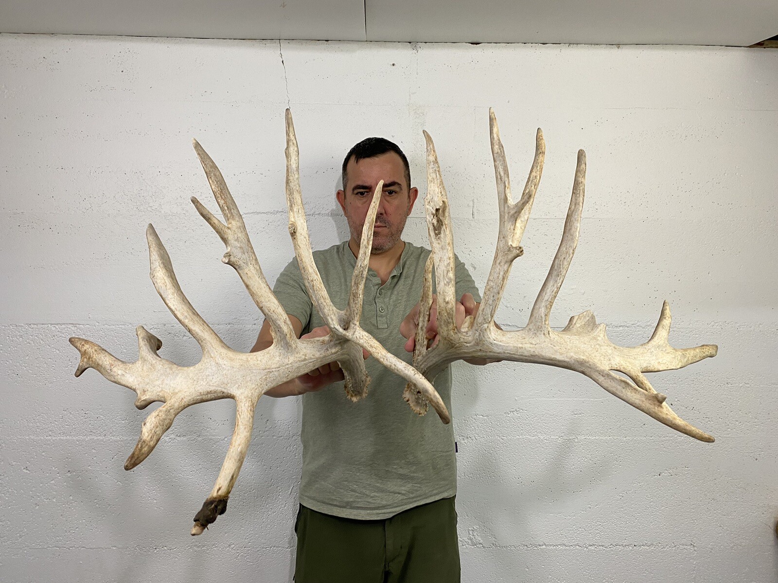 240” Set Whitetail Deer Sheds Antlers Taxidermy Mount Cabin Decor Buck ...