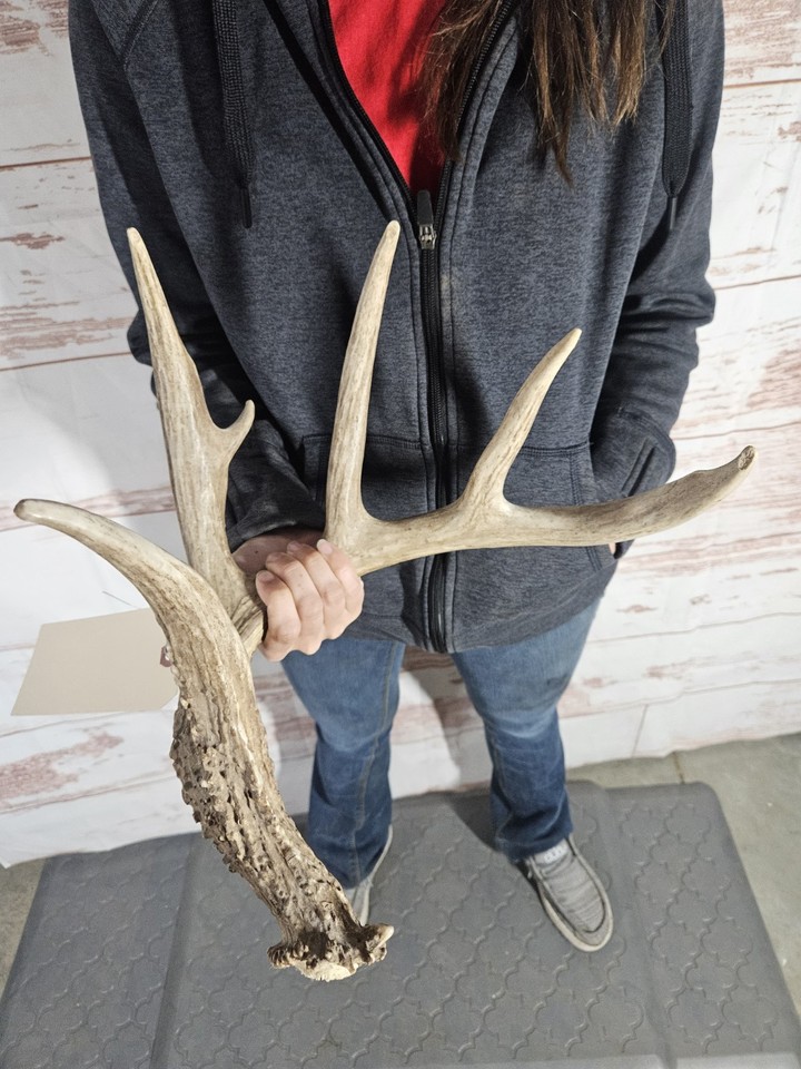 Wild Whitetail Deer Antler Shed Horn Rack Decor 6 Point 69" Man Cave ...