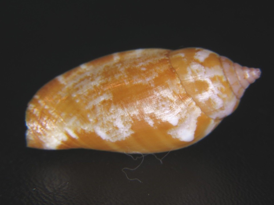 STROMBUS FRAGILIS: NICELY PATTERNED @ 36.33MM! | eBay