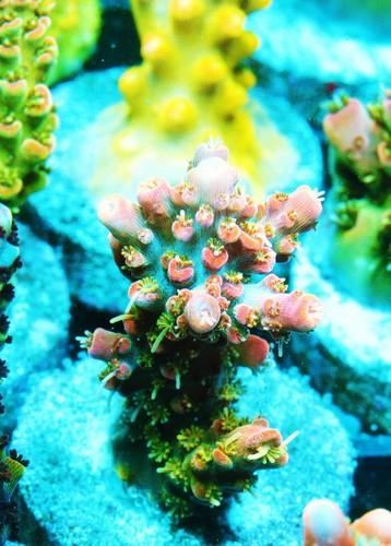 Voodoo Majick Acropora Frag Zoanthids Paly Zoa SPS LPS Corals, WYSIWYG ...