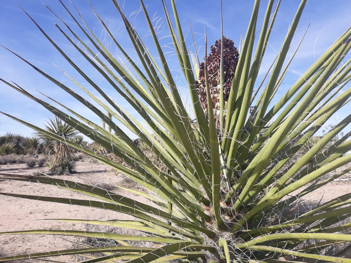 Yucca Plant Tattoo
