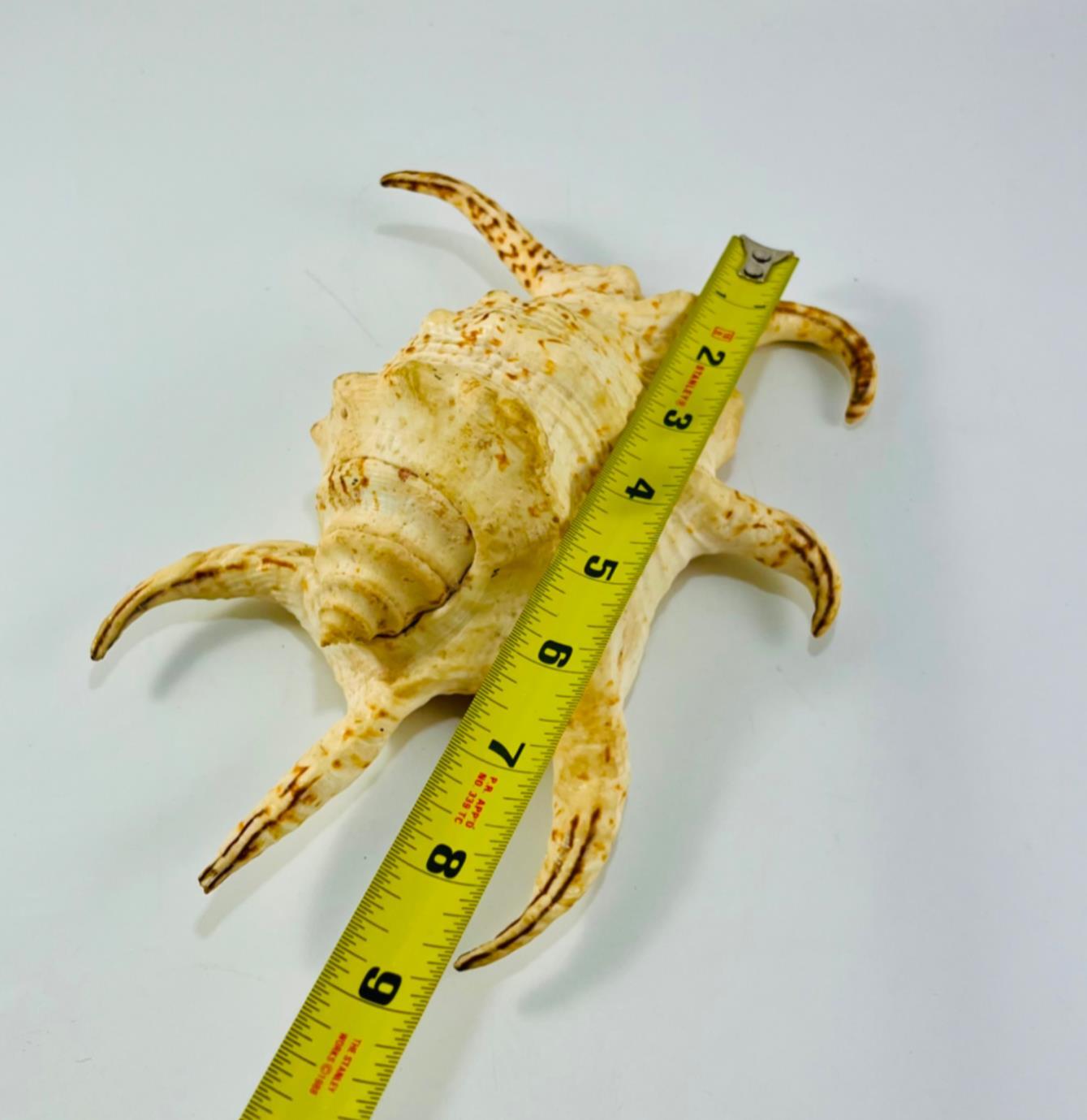 Lambis Chiragra Spider Seashell Conch Large 8.5" | eBay