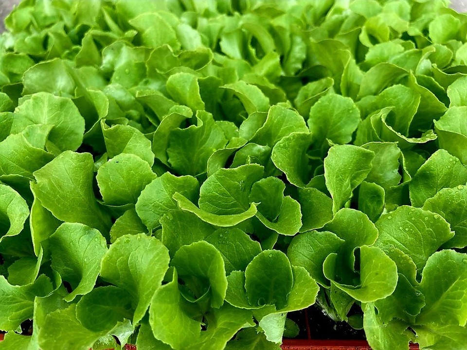 Butterhead Lettuce Plug Plants - "Grow Your Own" **LETTERBOX FRIENDLY ...