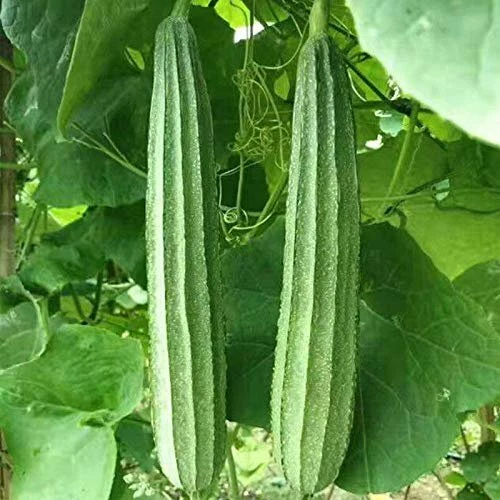 Sponge Gourd Seeds