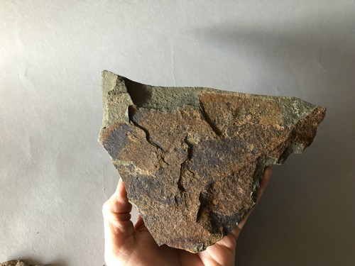 Rare Ordovician Fossil Sponge - Pirania auraeum | eBay