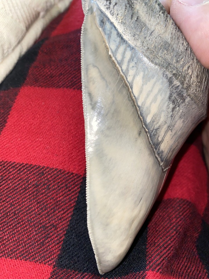 Very Rare GIANT!! 4.75 inch Bone Valley Formation Megalodon Shark Tooth ...