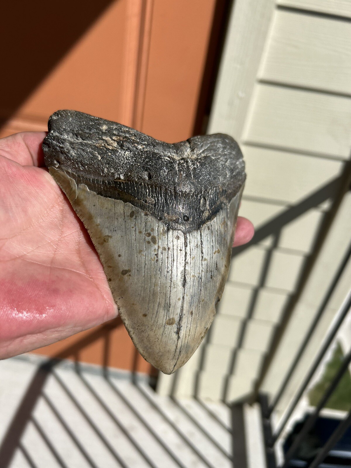 Meg Shark Tooth 6 Inches Plus. 4 3/4 Width. Thick Incredible Colour And ...