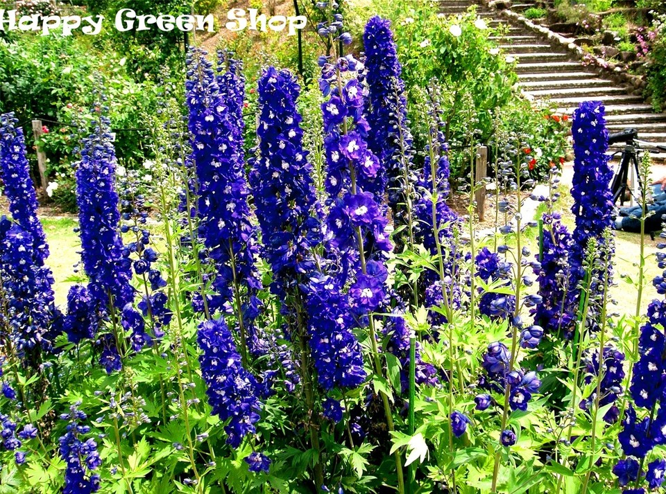 PACIFIC GIANT - KING ARTHUR - 110 SEEDS - Delphinium Cultorum ...