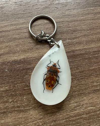 Unique Resin Insect Keychain - Vintage Real Bug Collectible | eBay