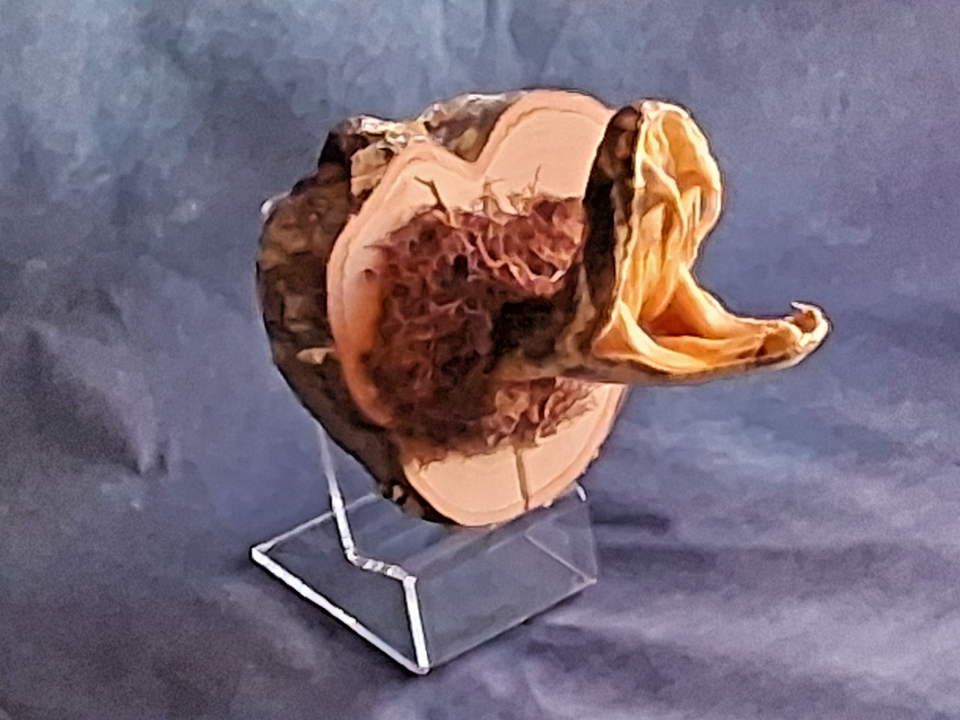 Rattlesnake Taxidermy Real Huge Rattlesnake Head On Wood Display | eBay