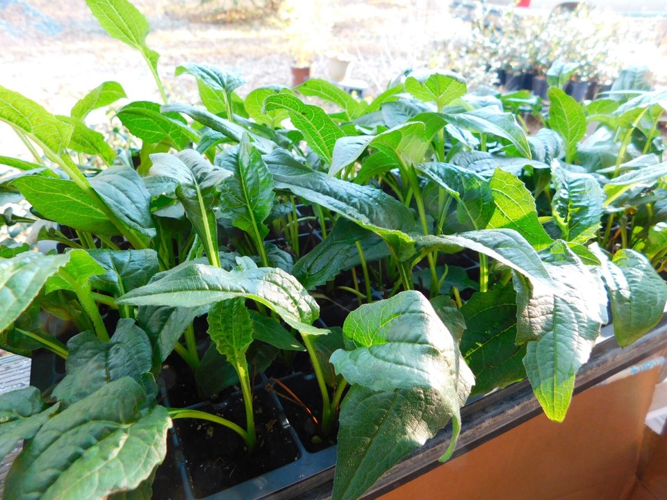 1 Pow Wow White Coneflower Echinacea Plant Potted Starter Perennial ...