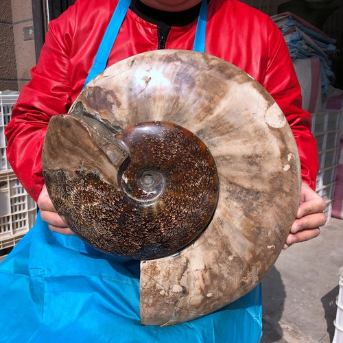 9.6Kg Natural Ammonite Fossil Quartz Crystal Specimen Healing | eBay