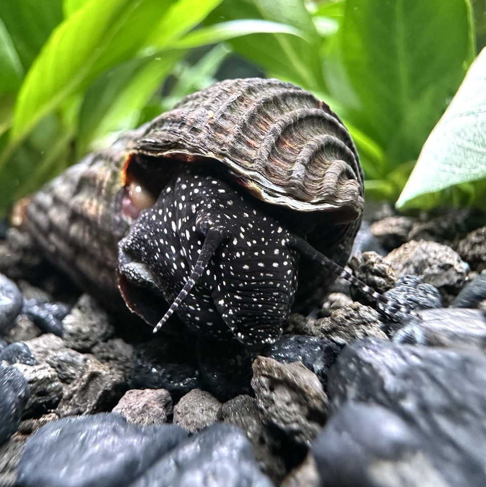 2 WHITE SPOTTED GIANT SULAWESI RABBIT SNAIL (TYLOMELANIA SP ...