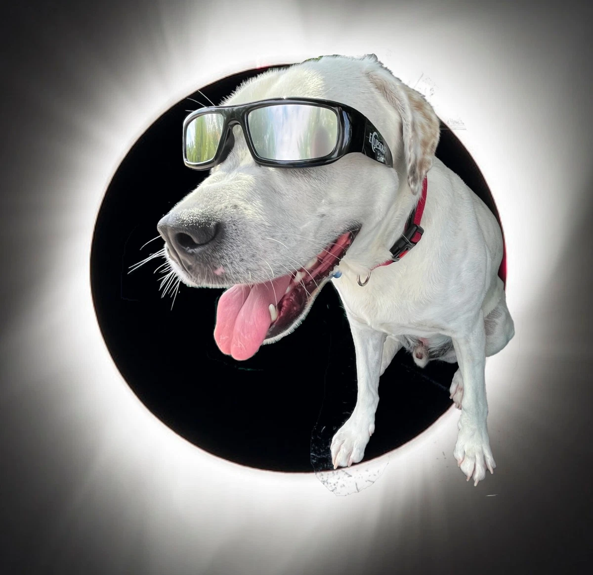 Do Dogs Need Solar Eclipse Eyewear