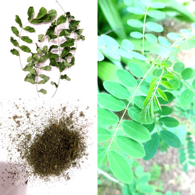 Dried Senna Leaf Ranawara Leaves Powder Organic Herbal Tea 25g New | eBay