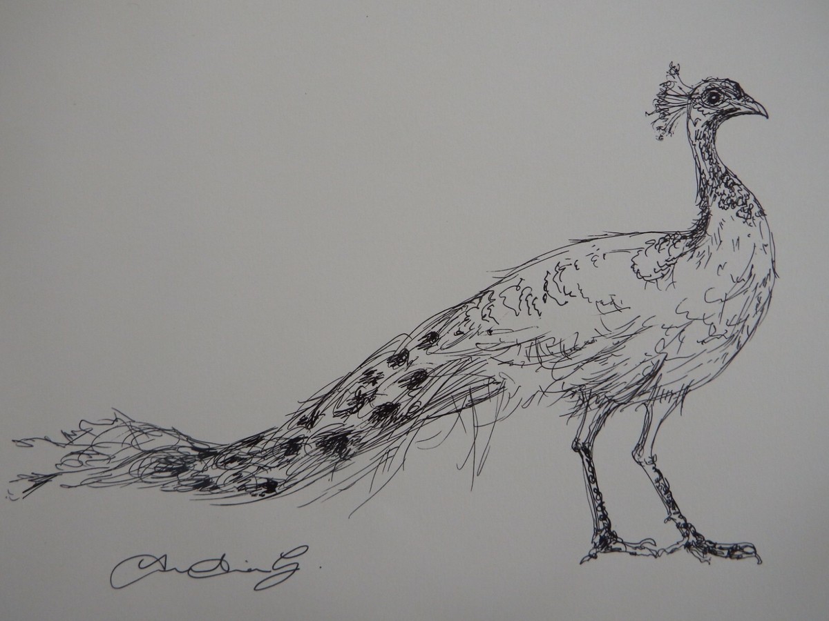 Peacock Drawing Sketch