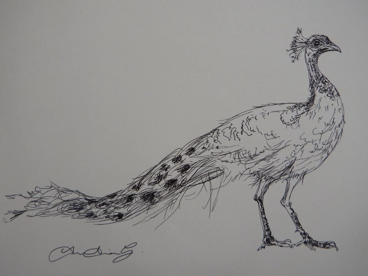 Peacock Line Drawing