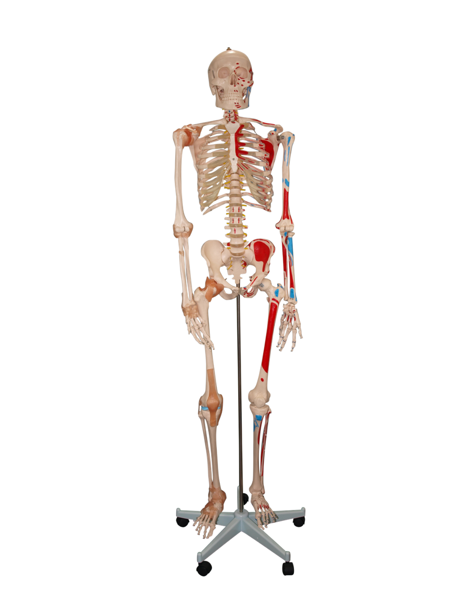 Real Human Skeleton Model
