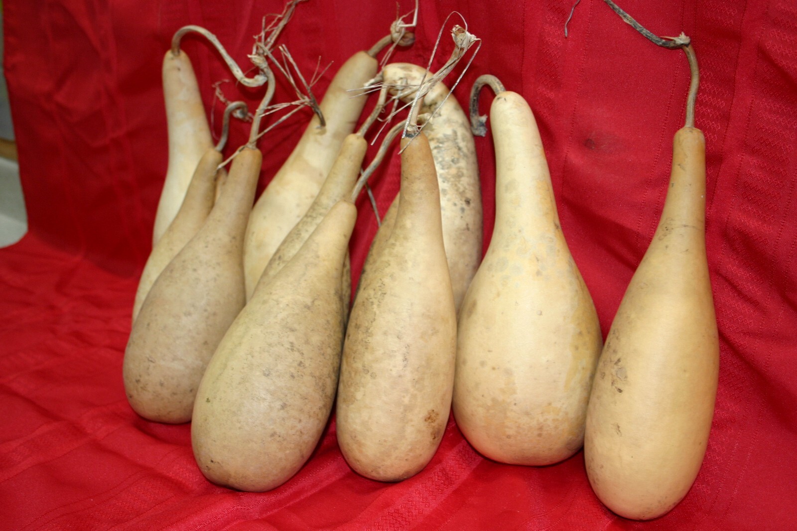 POWDER HORN/PENGUIN GOURDS SET OF 5 WASHED GOURDS | eBay