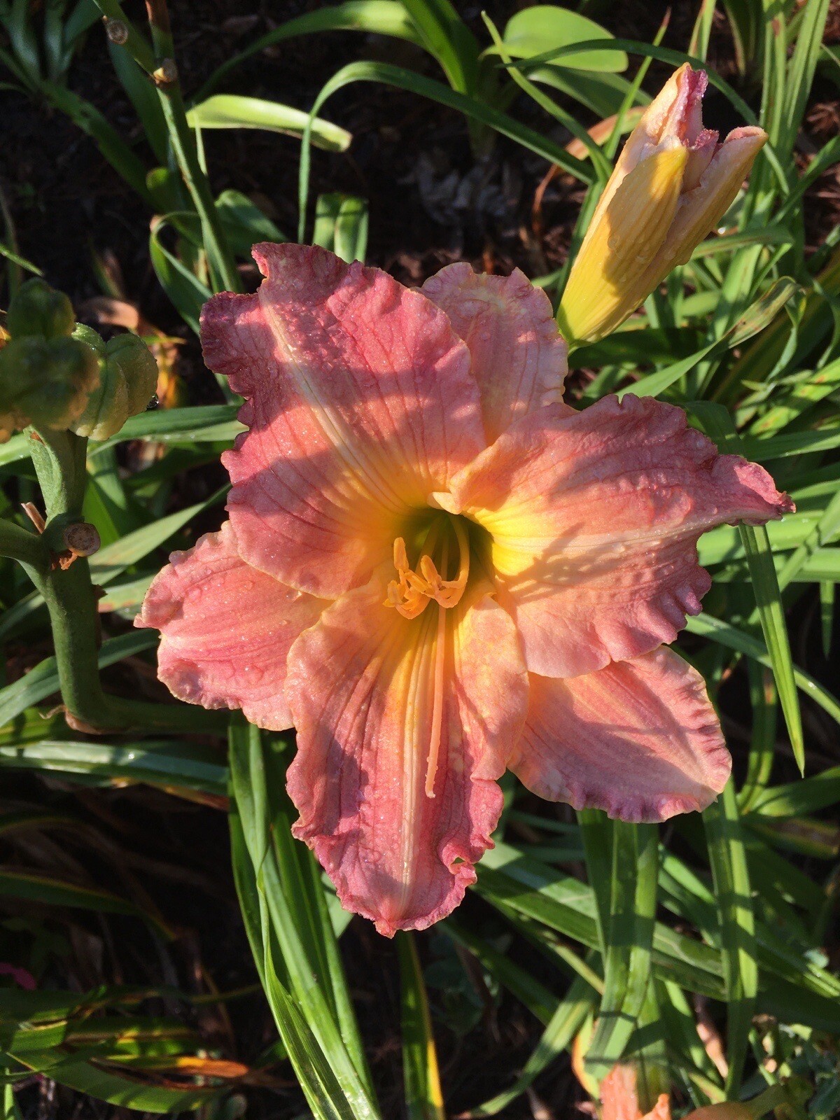 20 MIXED COLORS DAYLILY Mix Red Purple Flower Seeds FREE SHIP | eBay