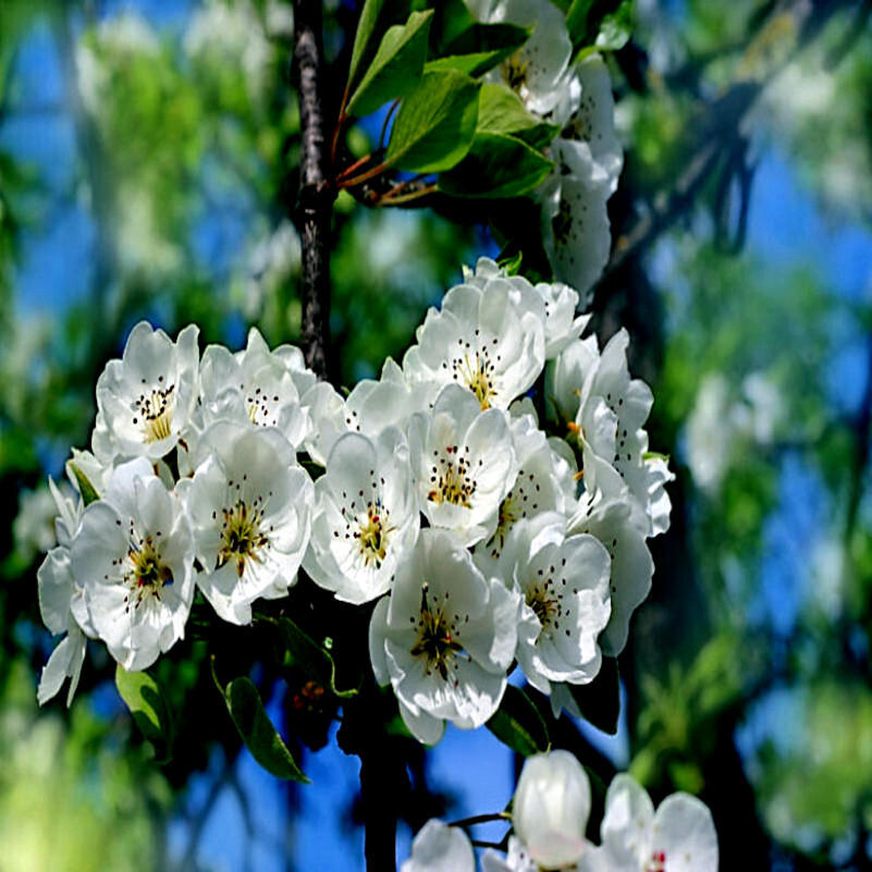 EUROPEAN PEAR TREE SEEDS (Pyrus Communis) Fast Hardy Fruit Flower ...