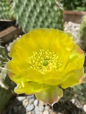 OP02: Plains Prickly Pear ‘Chartreuse’ Cold Hardy Cactus Cutting O ...