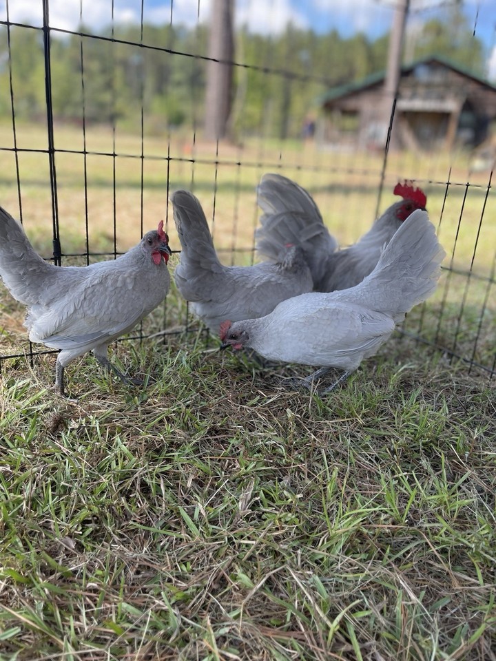 6 Lavender Bantam Eggs! Self Blue Oegb Bantams! | eBay