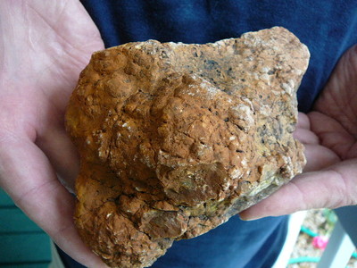 DF843-99) Fossil REAL DINOSAUR POOP Coprolite Dino Valley Utah DUNG Poo ...