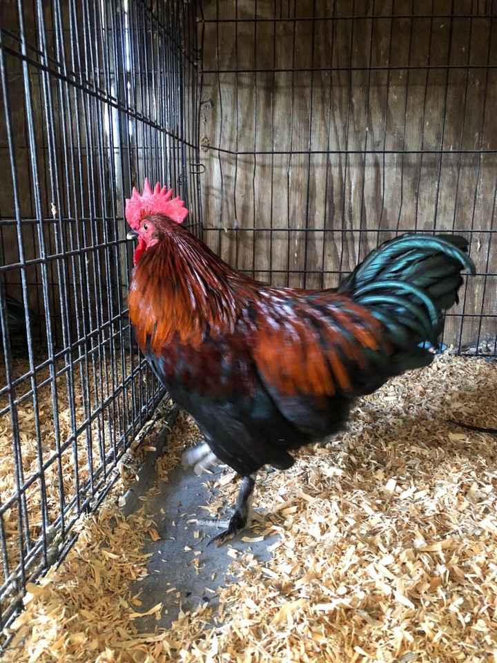 RARE Bantam Black Copper Marans Hatching eggs | eBay