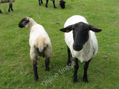 Photo 6x4 Head or Tail? Easter Howgate Tup lamb and mother at Fulford ...