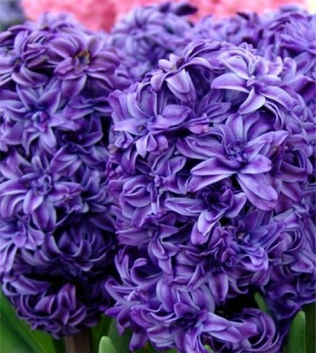 DOUBLE HYACINTH~ROYAL NAVY~FLOWER BULBS PLANT NOW FOR SPRING BLOOM~VERY ...