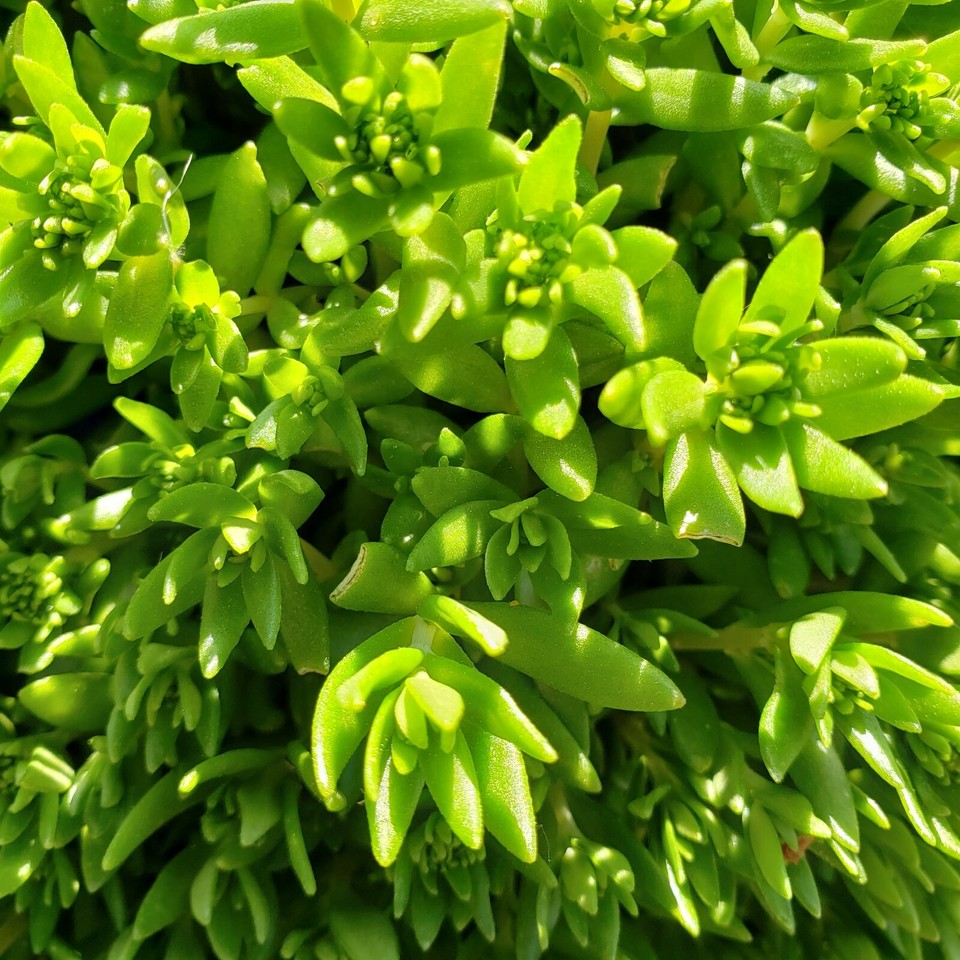 垂盆草 Sedum Sarmentosum Stonecrop Perennial Plant in 2.5" pot Edible ...