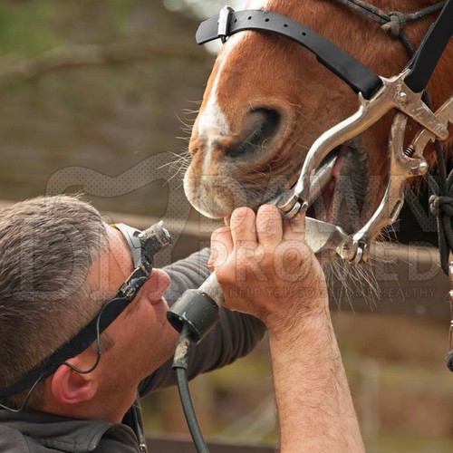 Equine Dental McPherson Mouth Speculum Horse Gag Float 4000 Series ...