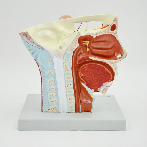 Nerves of Head Skull and five sense organs cosmetic plastic nerve model ...