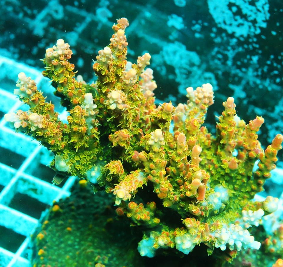 Voodoo Majick Acropora Frag Zoanthids Paly Zoa SPS LPS Corals, WYSIWYG ...