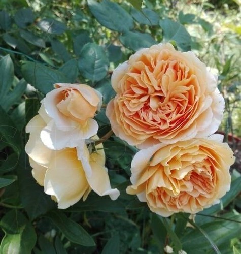 AUSwinter Own Root English Climbing/Shrub Rose - 2 quart | eBay