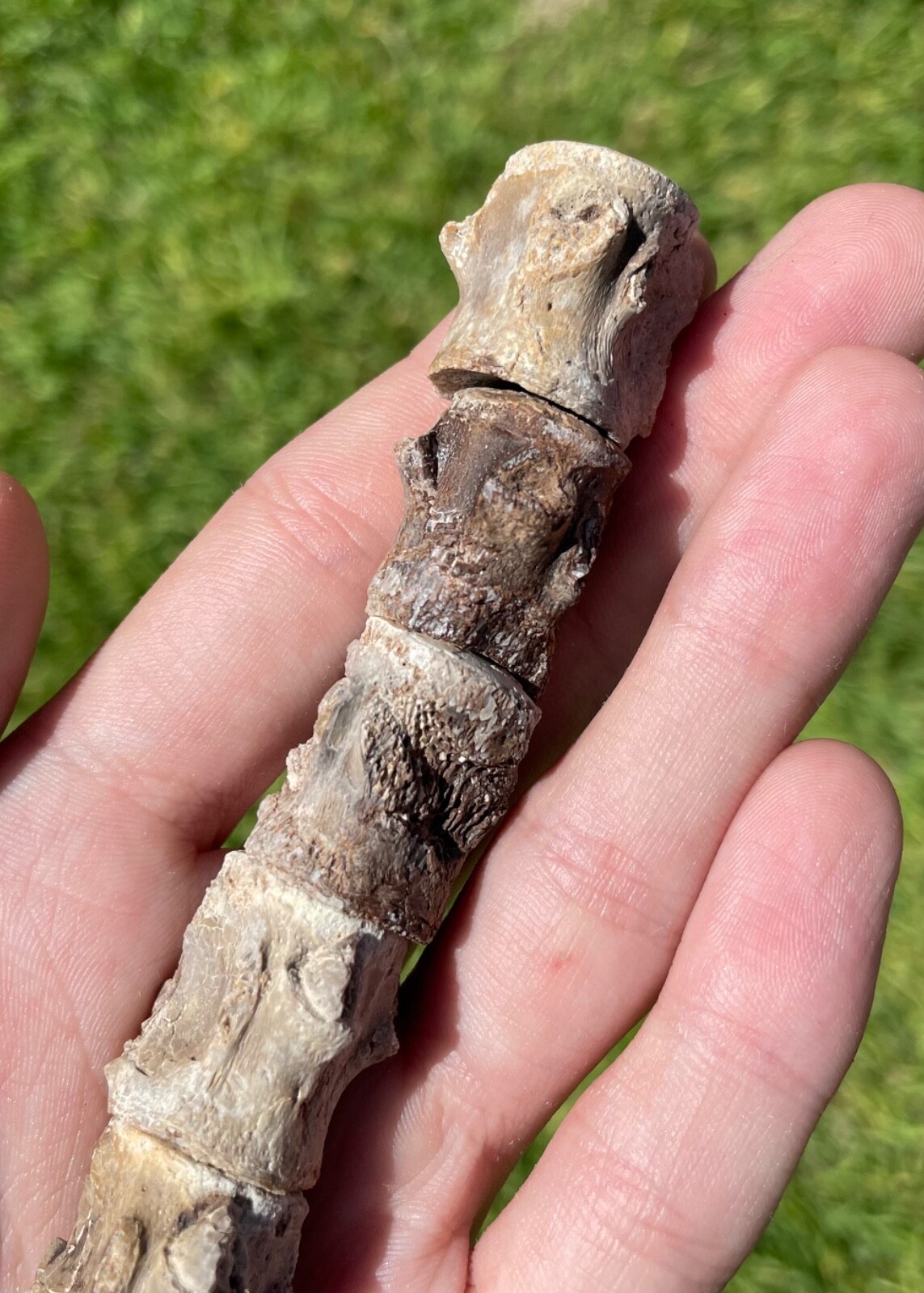 Mosasaur Vertebrae Fossils ASSOCIATED Set Dinosaur Bones Kansas ...