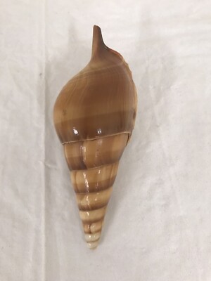 Spindle Tibia Sea Shell Tibia Fusus Gastropod Sea Snail Mollusk Conch ...