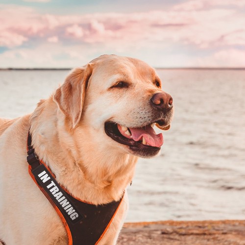 2 Pairs Service Dog Patch Pet Clothing Sticker Patches for Harness ...