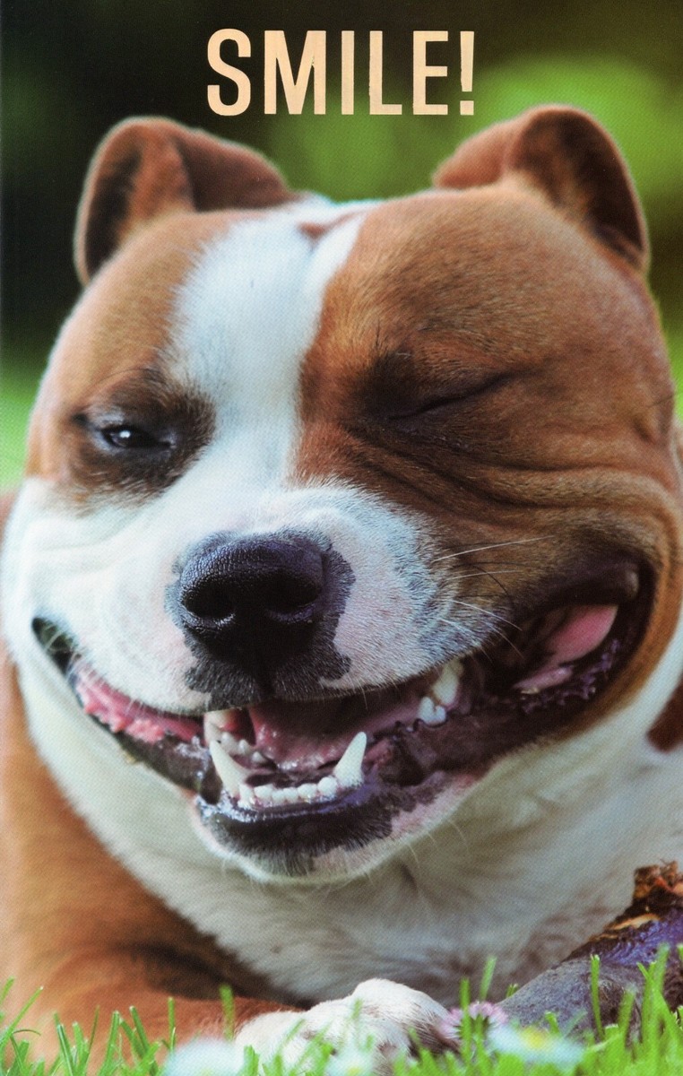Funny Dog Face Smile